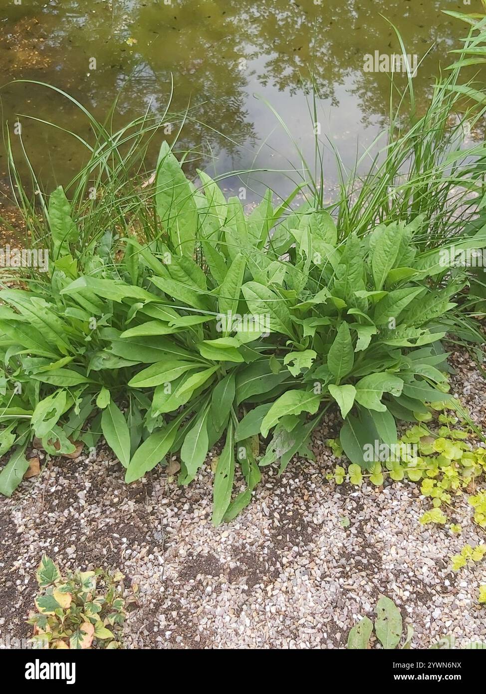Amphibious Yellowcress (Rorippa amphibia Stock Photo - Alamy