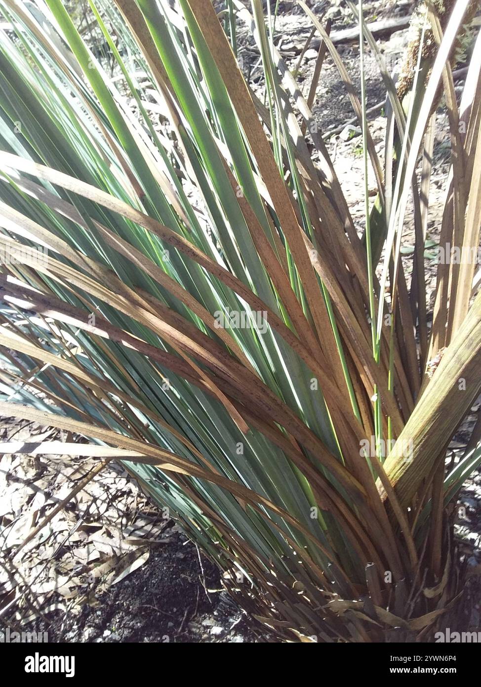 tufted grass-tree (Xanthorrhoea semiplana Stock Photo - Alamy