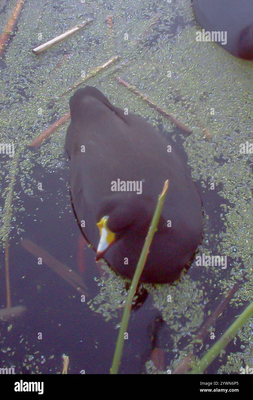 Giant Coot (Fulica gigantea Stock Photo - Alamy