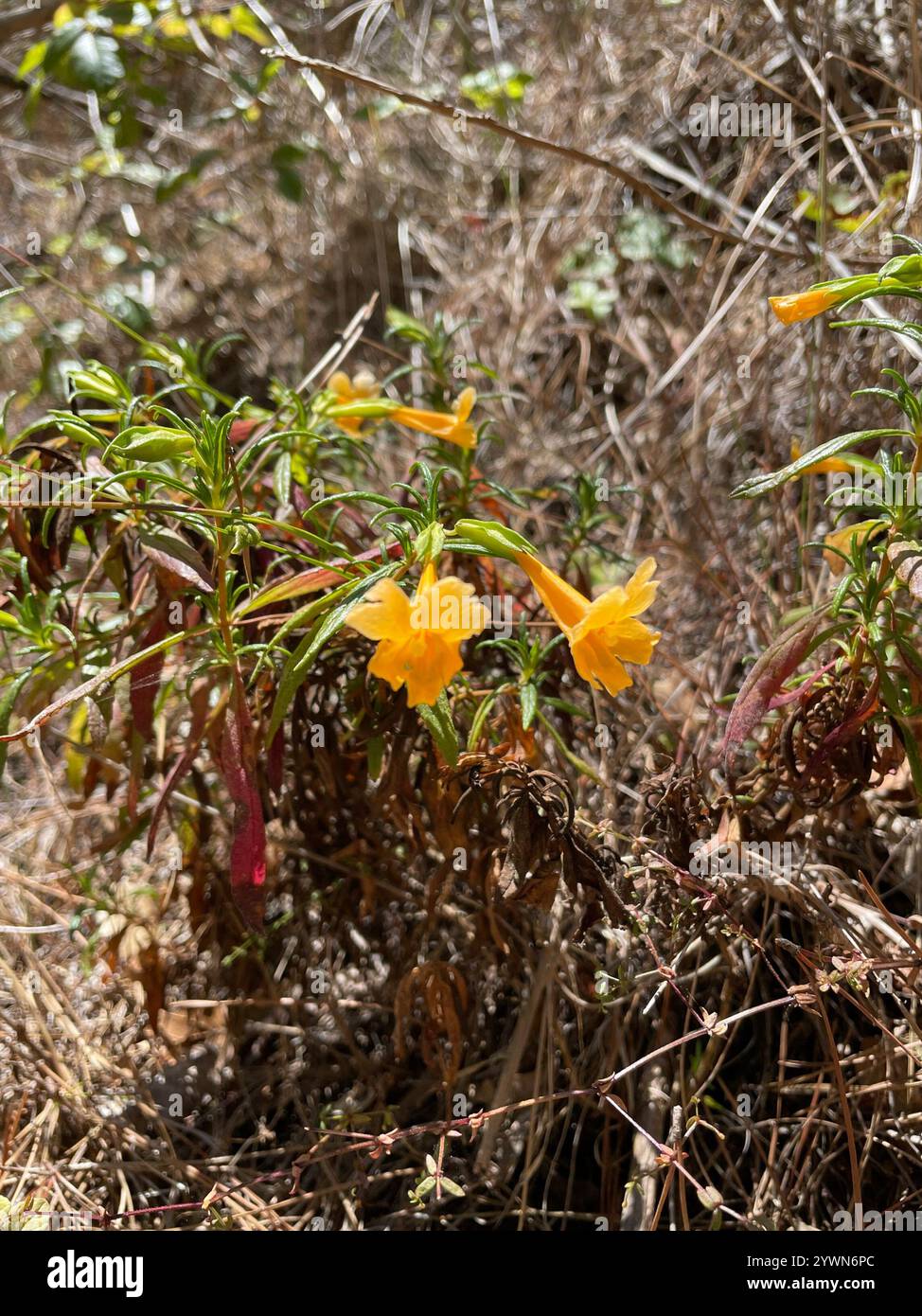 orange bush monkeyflower (Diplacus aurantiacus Stock Photo - Alamy