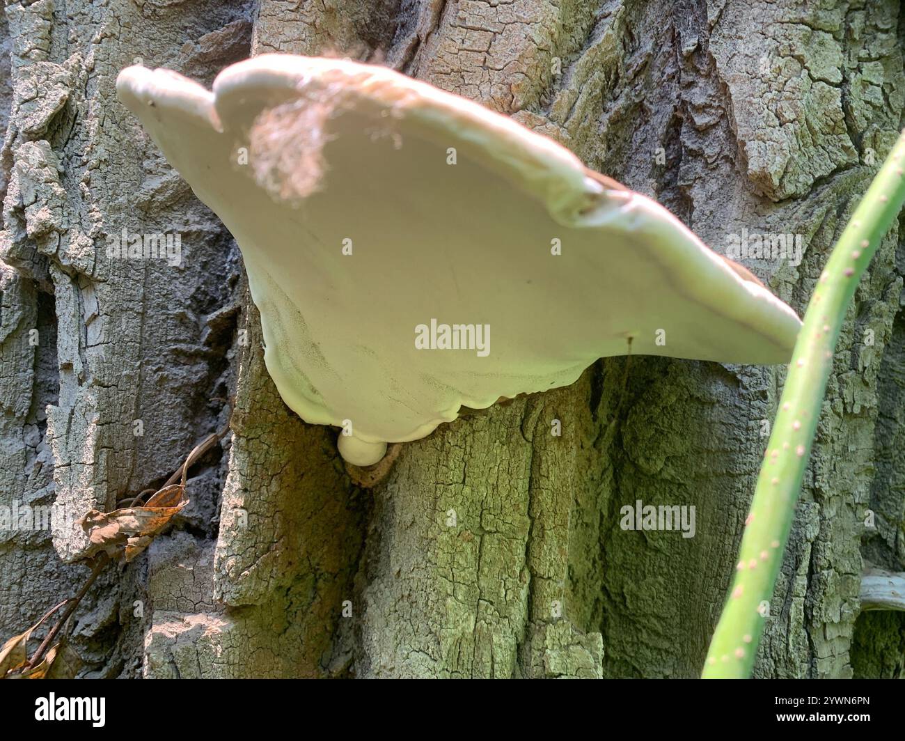 artist's bracket (Ganoderma applanatum Stock Photo - Alamy