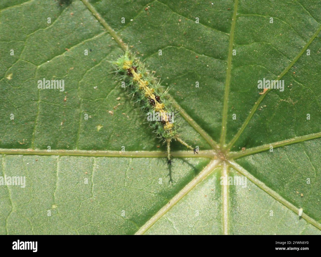 Common Castor Butterfly (Ariadne merione Stock Photo - Alamy