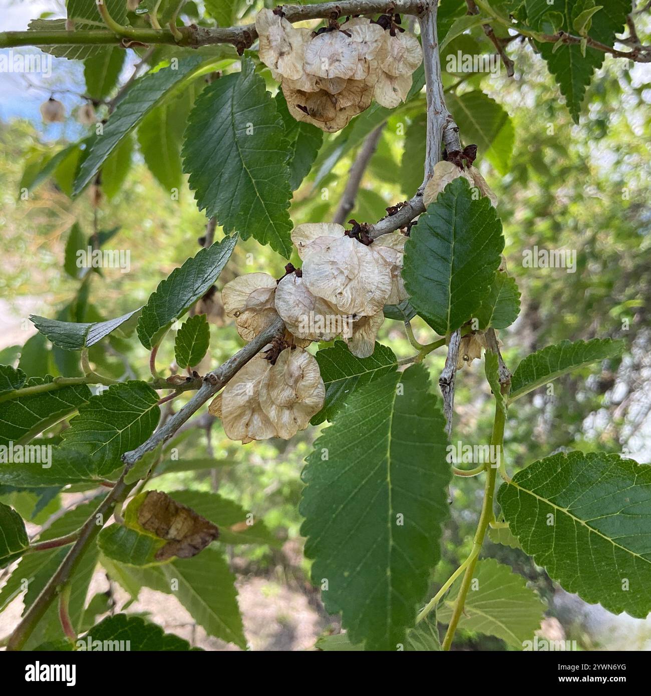 Siberian elm (ulmus pumila) hi-res stock photography and images - Alamy