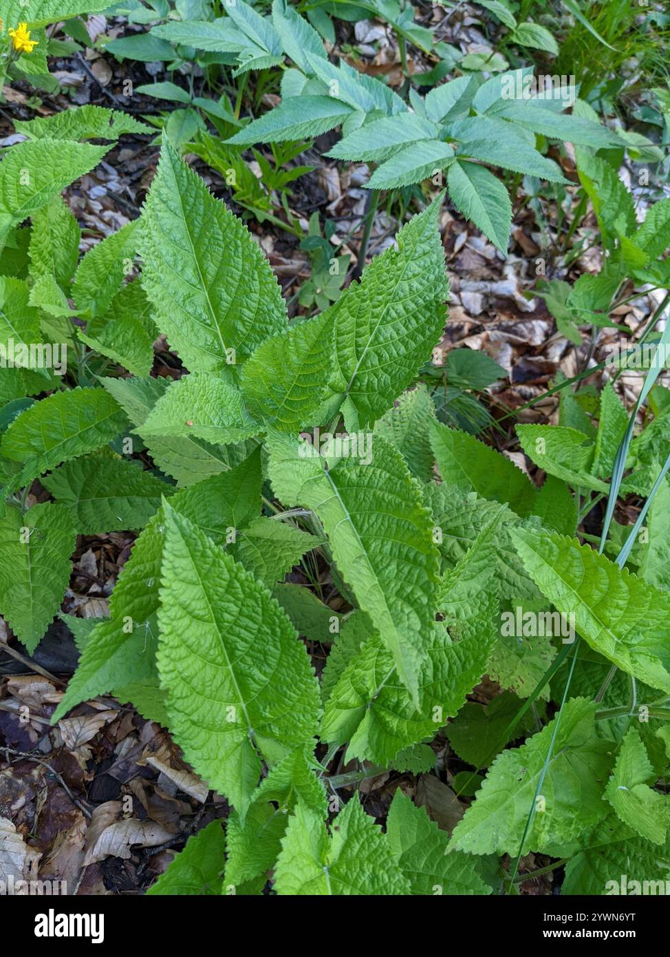 Sticky Sage (Salvia glutinosa Stock Photo - Alamy