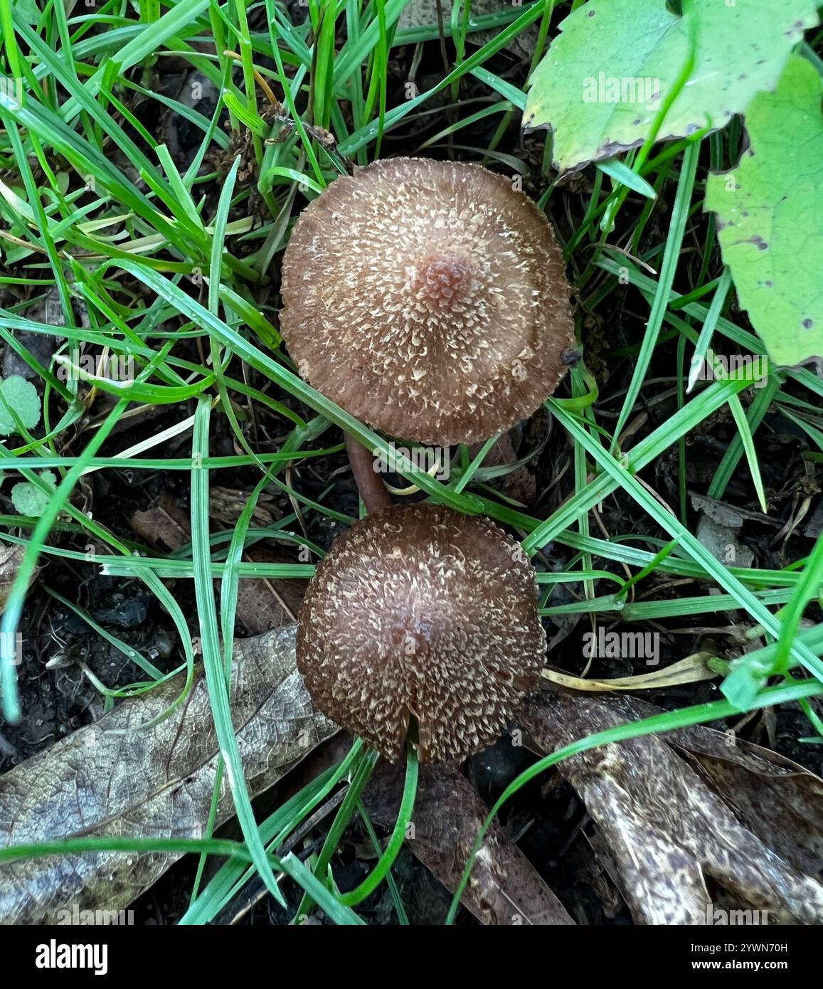Fiber Caps (Inocybe Stock Photo - Alamy