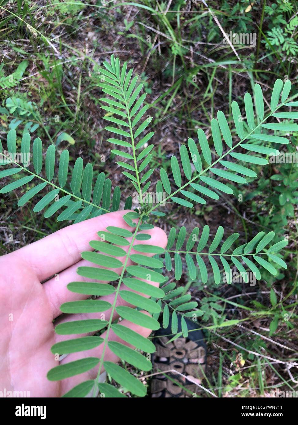 Bladder Pod (Sesbania vesicaria Stock Photo - Alamy