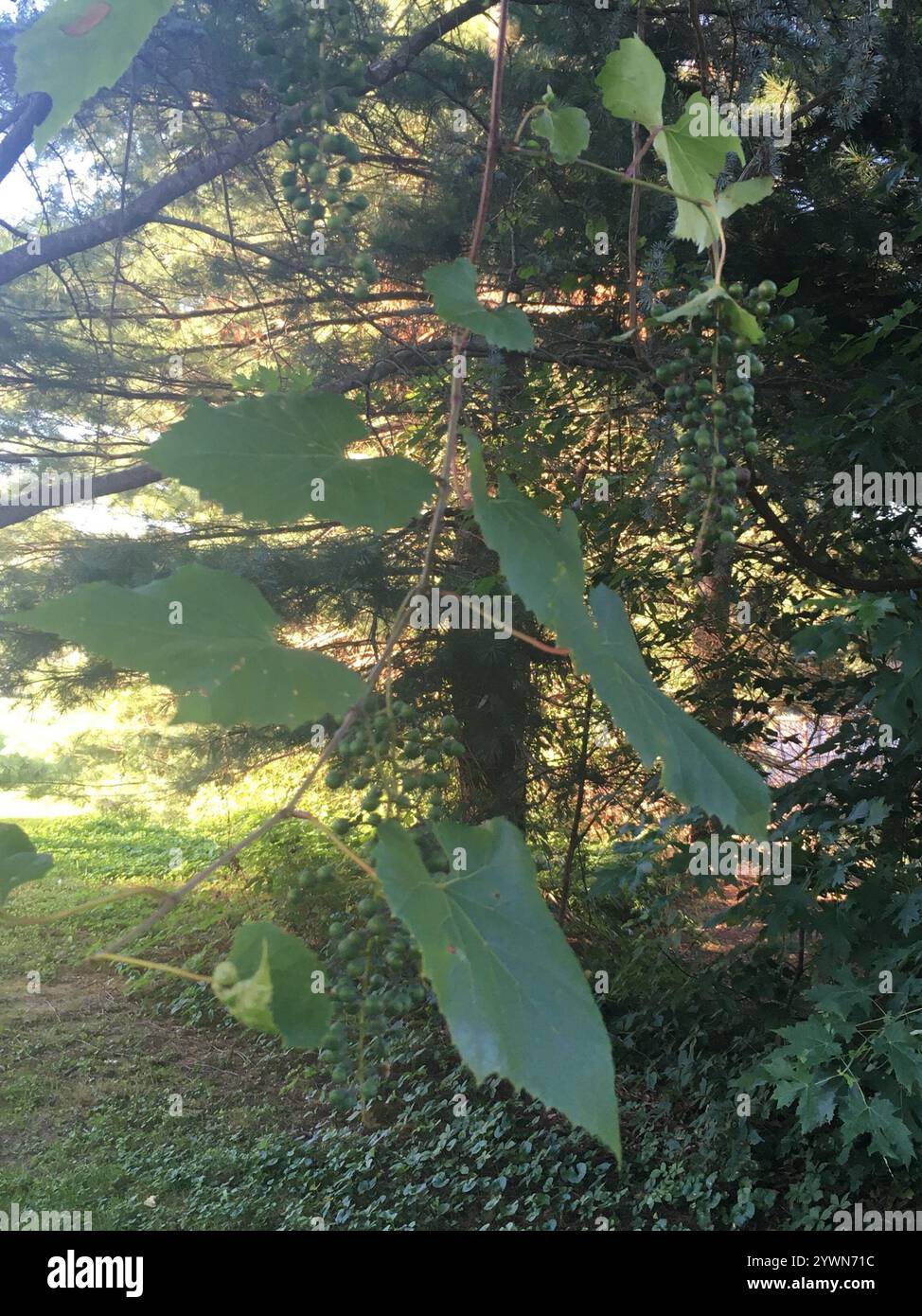 frost grape (Vitis vulpina Stock Photo - Alamy