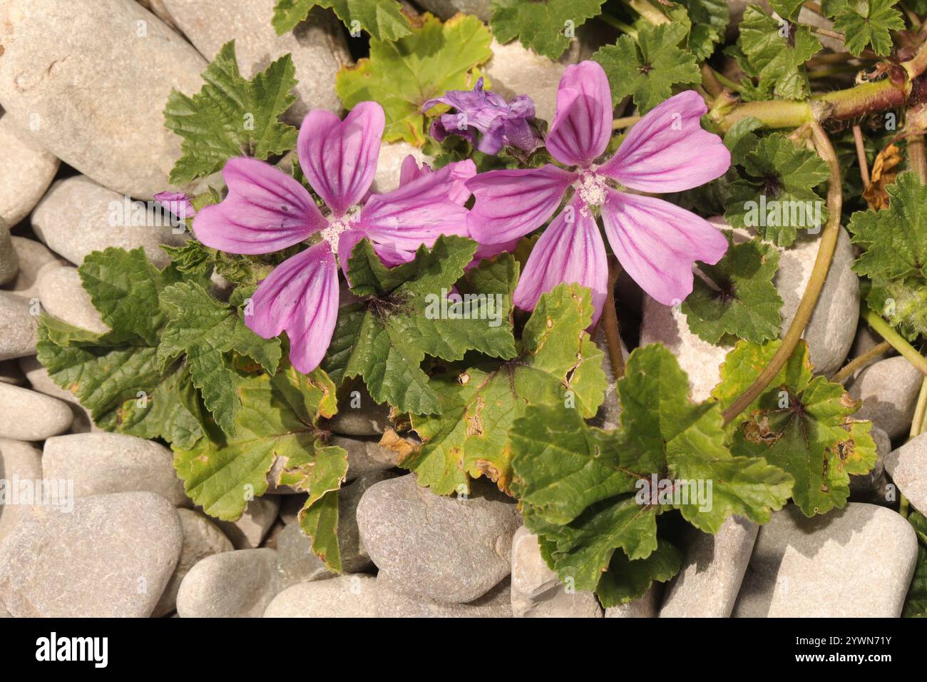 Common Mallow (Malva sylvestris Stock Photo - Alamy