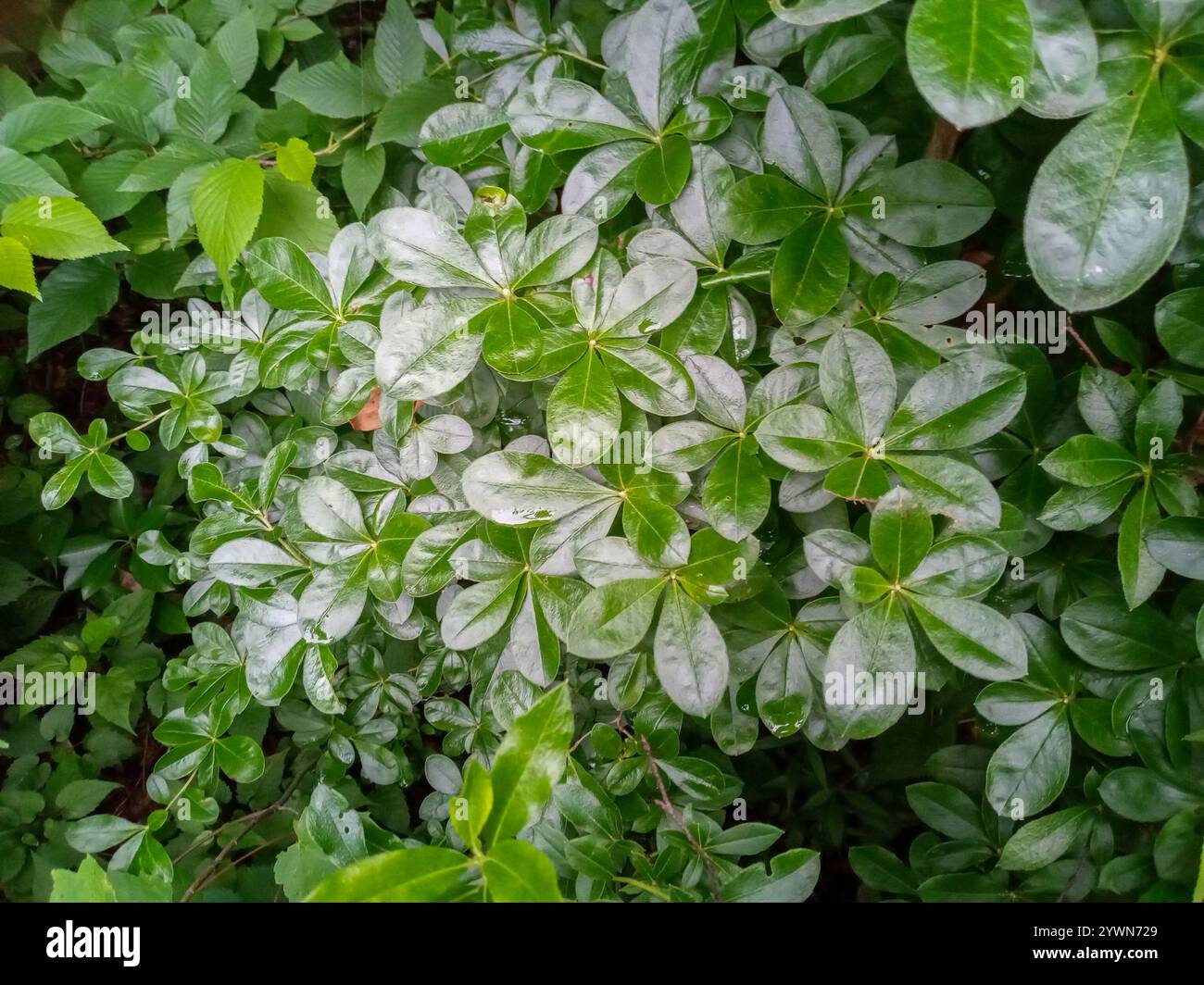swamp azalea (Rhododendron viscosum Stock Photo - Alamy