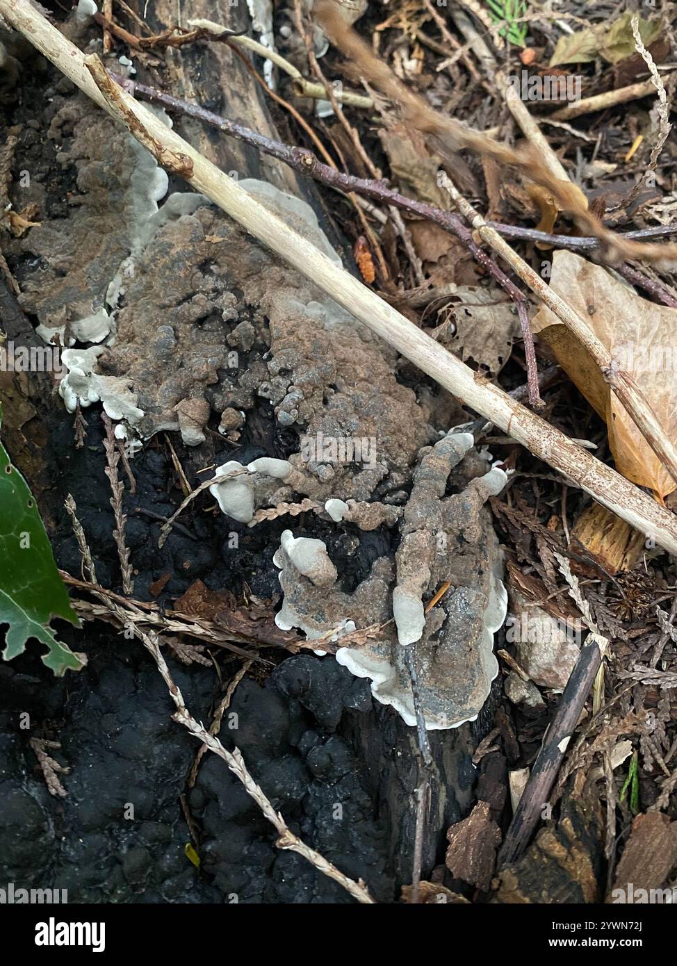 Brittle Cinder (Kretzschmaria deusta Stock Photo - Alamy