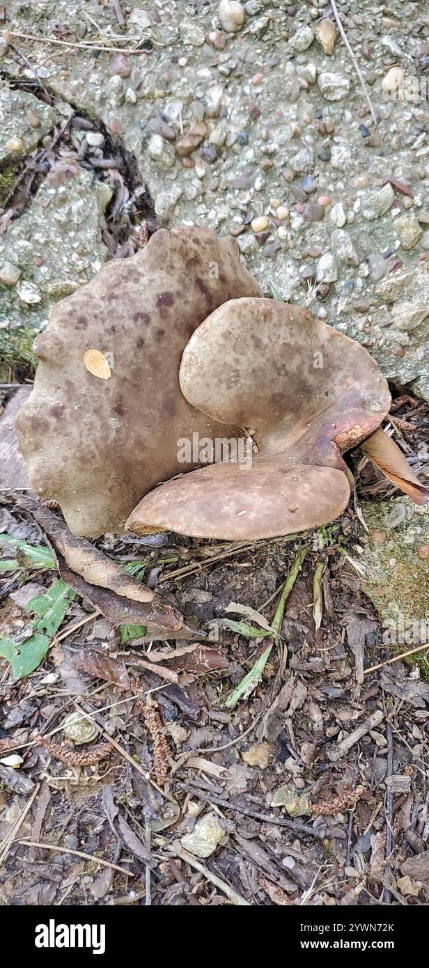 ash-tree bolete (Boletinellus merulioides Stock Photo - Alamy