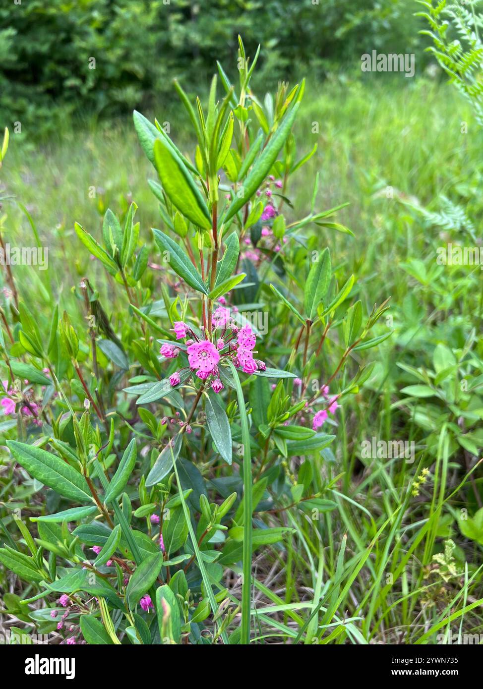 sheep laurel (Kalmia angustifolia Stock Photo - Alamy