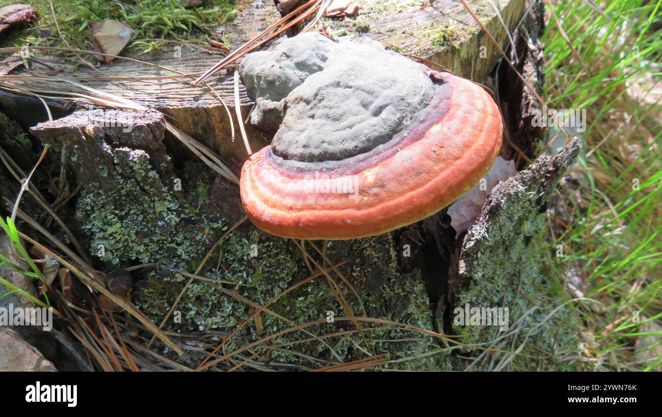 Red-banded Polypore (Fomitopsis pinicola Stock Photo - Alamy
