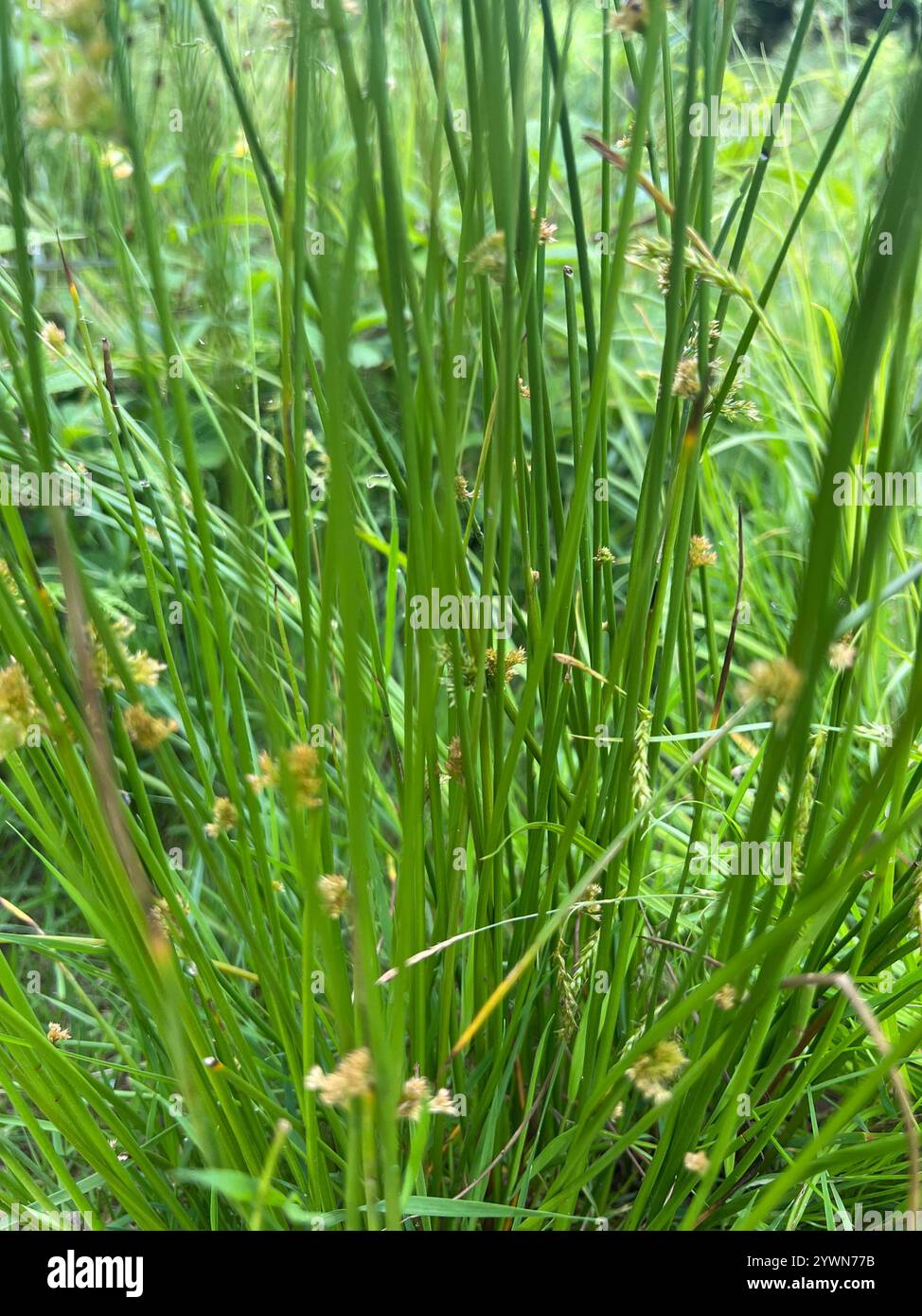 Soft Rush (Juncus effusus Stock Photo - Alamy