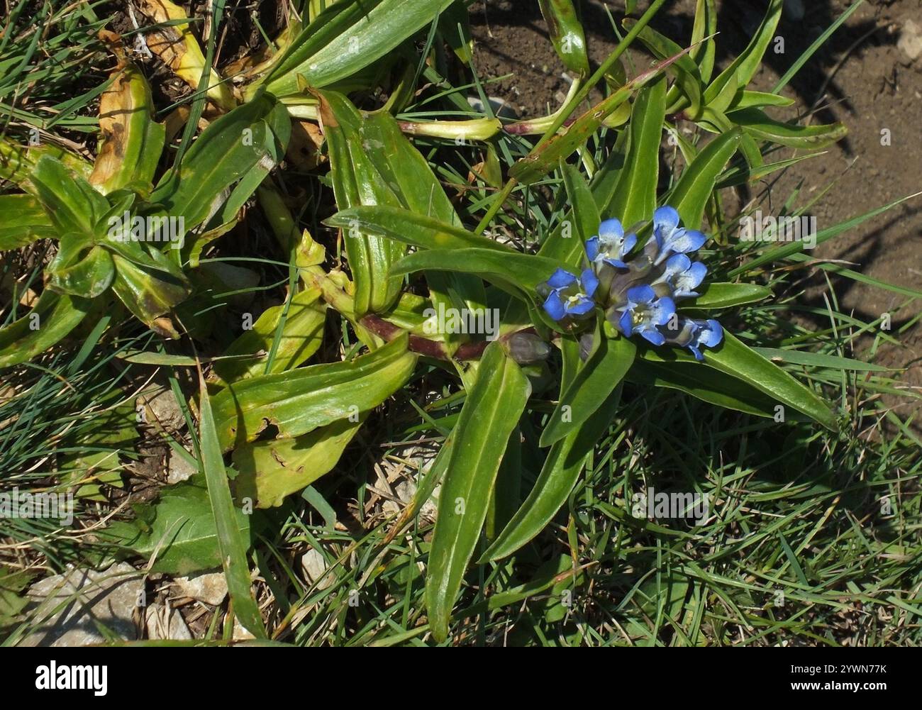 Cross Gentian (Gentiana cruciata Stock Photo - Alamy