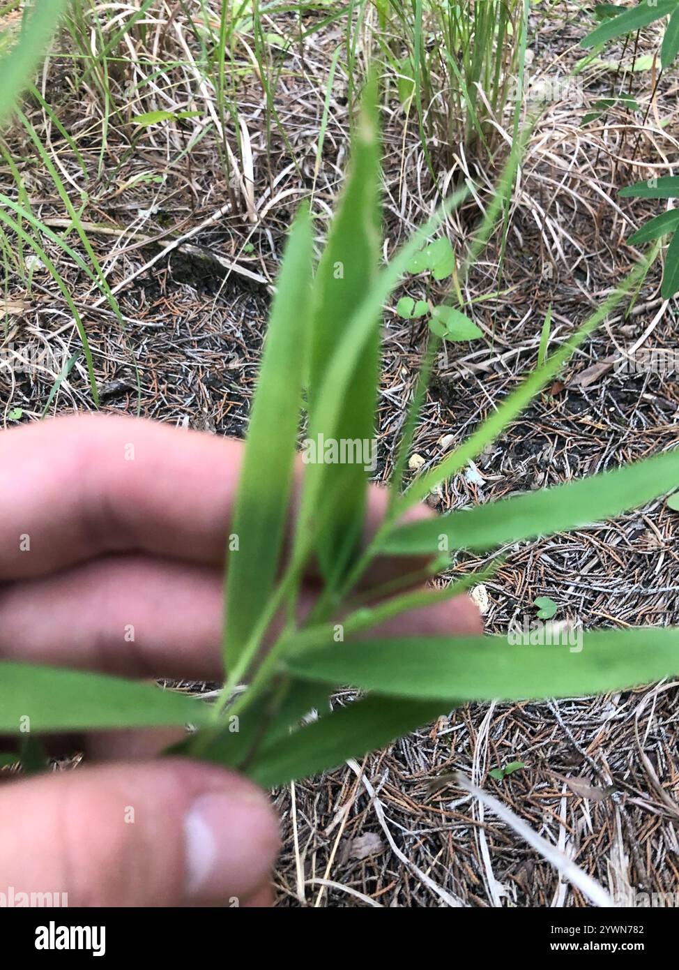 Scribner's Panicgrass (Dichanthelium scribnerianum Stock Photo - Alamy