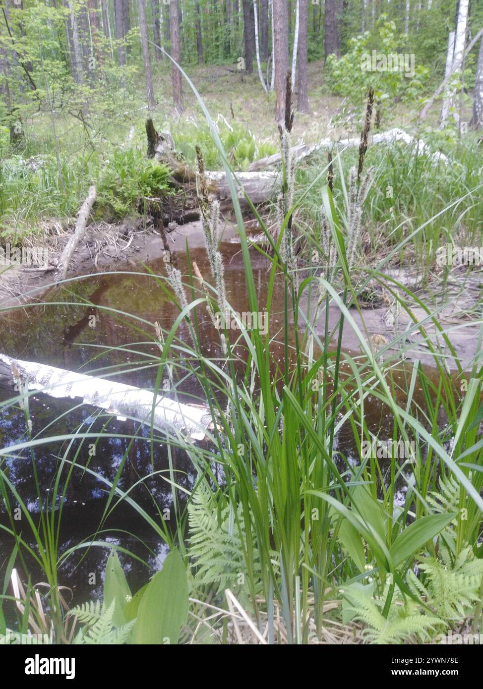 lesser pond sedge (Carex acutiformis Stock Photo - Alamy