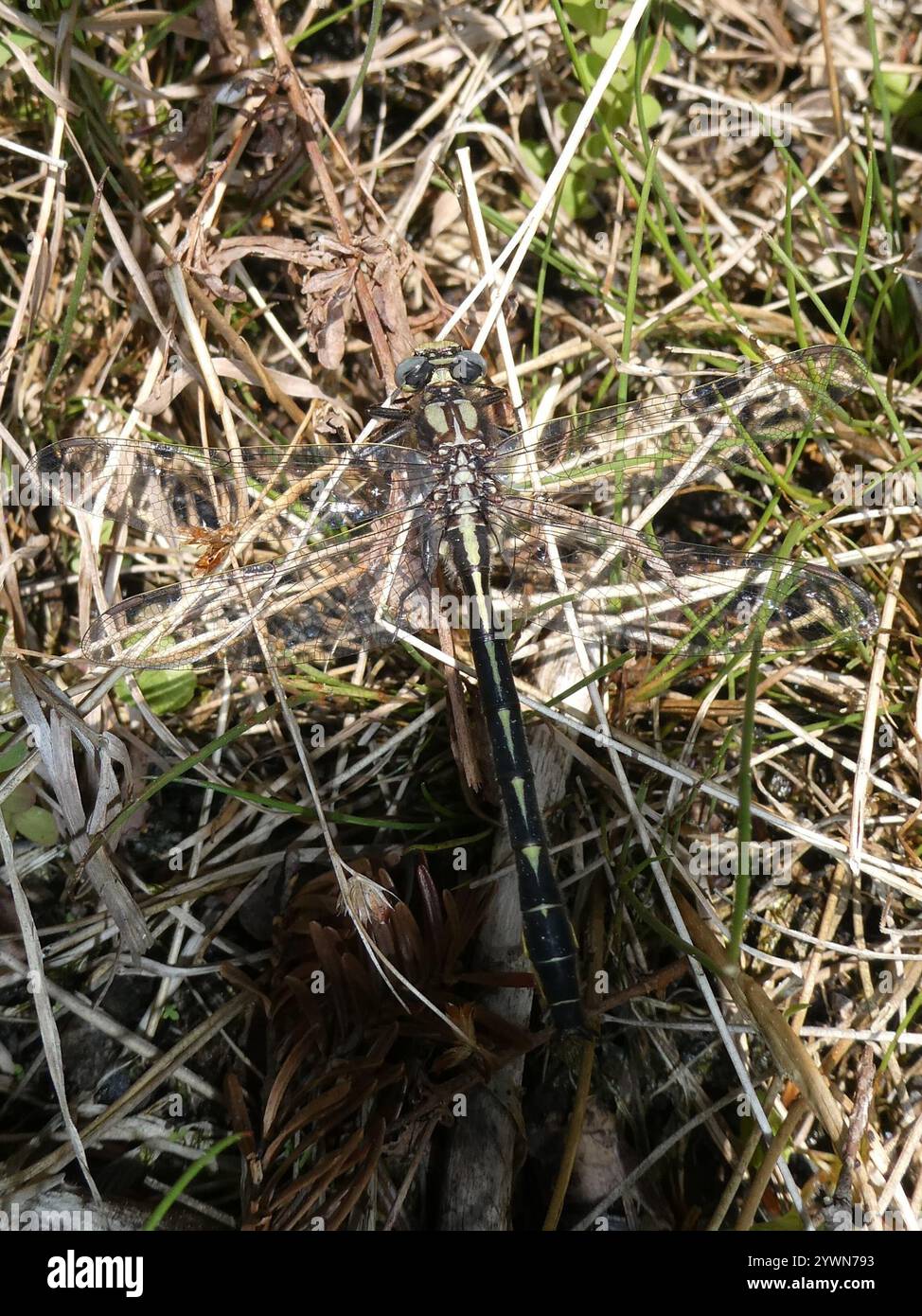 Beaverpond Clubtail (Phanogomphus borealis Stock Photo - Alamy
