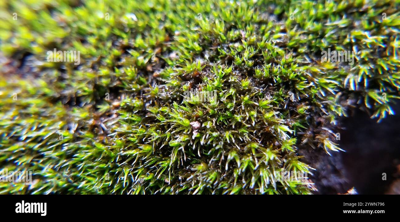 Rock Mosses (Grimmiaceae Stock Photo - Alamy