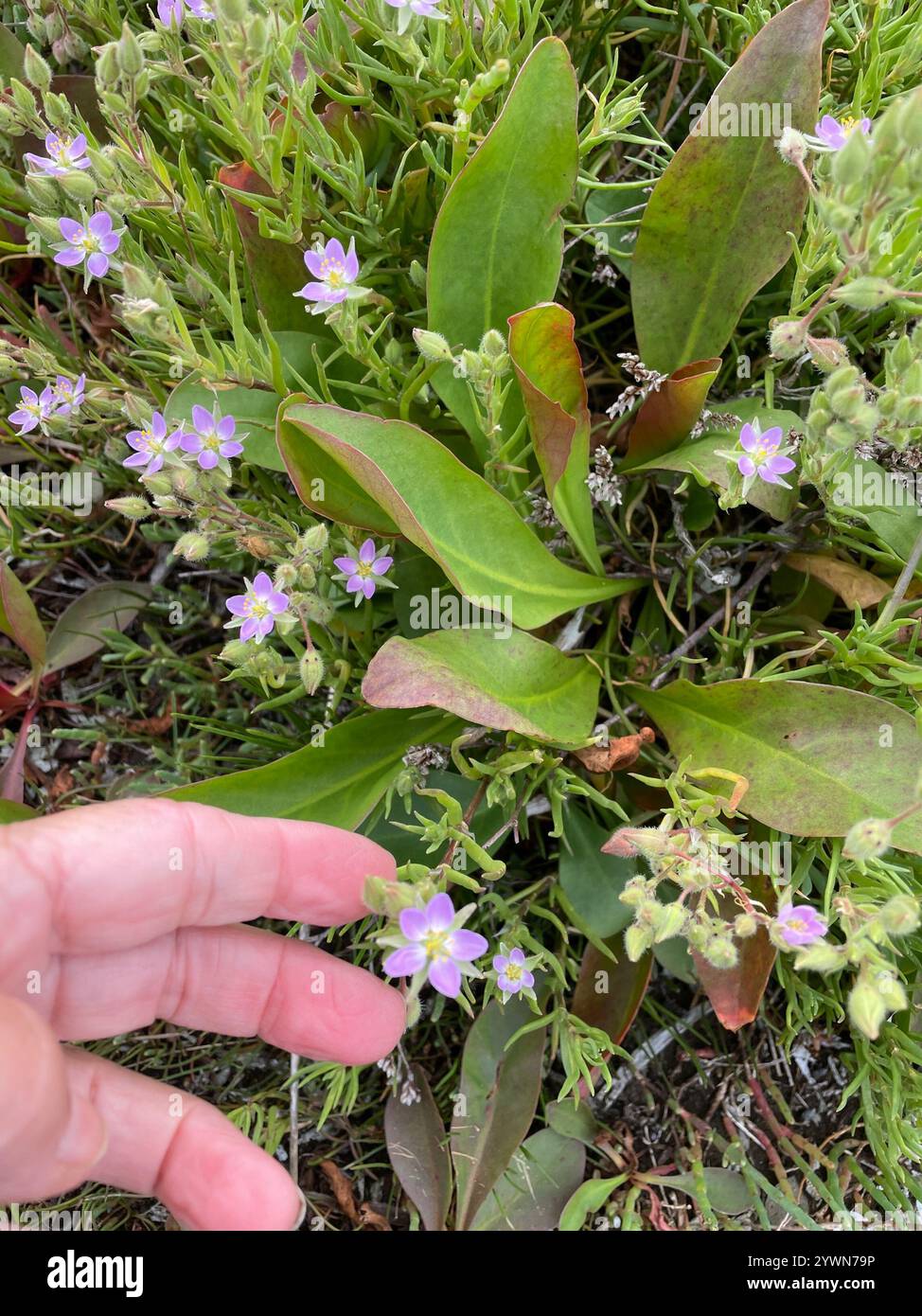 Sticky Sand-Spurrey (Spergularia macrotheca Stock Photo - Alamy