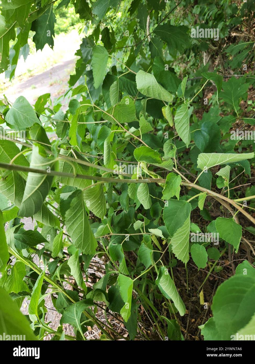 red mulberry (Morus rubra Stock Photo - Alamy