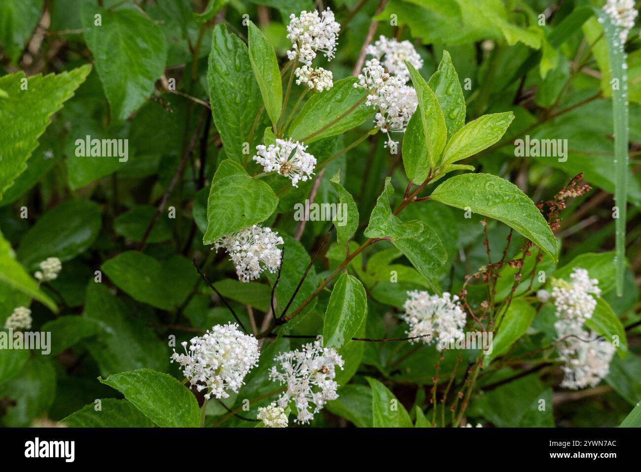 New Jersey tea (Ceanothus americanus Stock Photo - Alamy