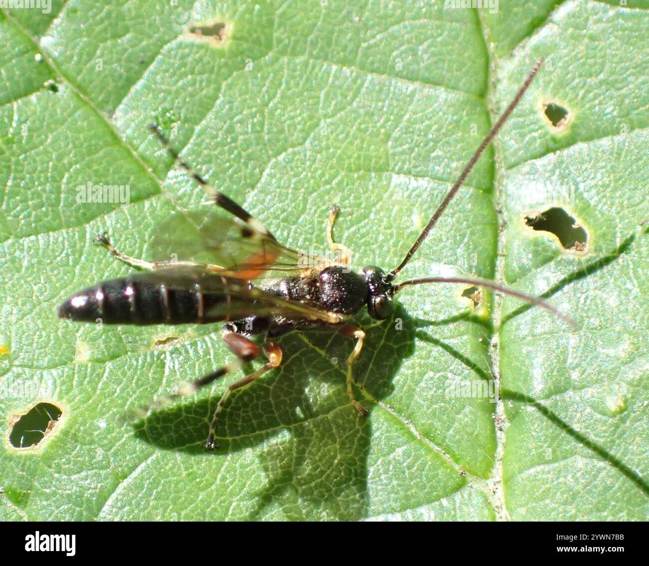 Itoplectis maculator hi-res stock photography and images - Alamy