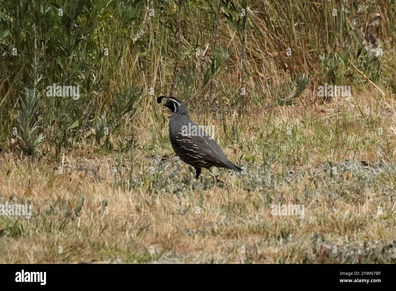 California Quail (Callipepla californica Stock Photo - Alamy