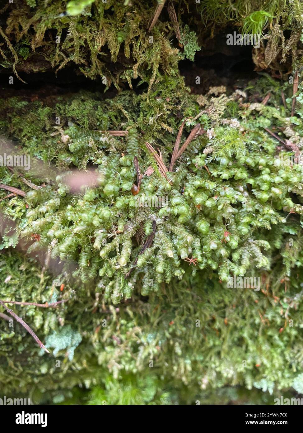 Yellow-ladle Liverwort (Scapania bolanderi Stock Photo - Alamy