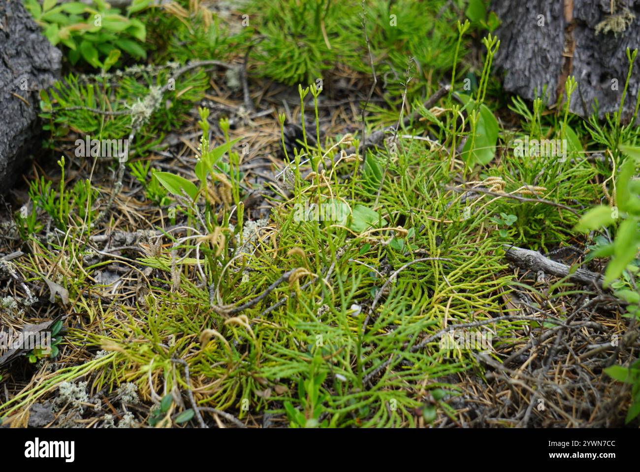 Northern ground cedar hi-res stock photography and images - Alamy