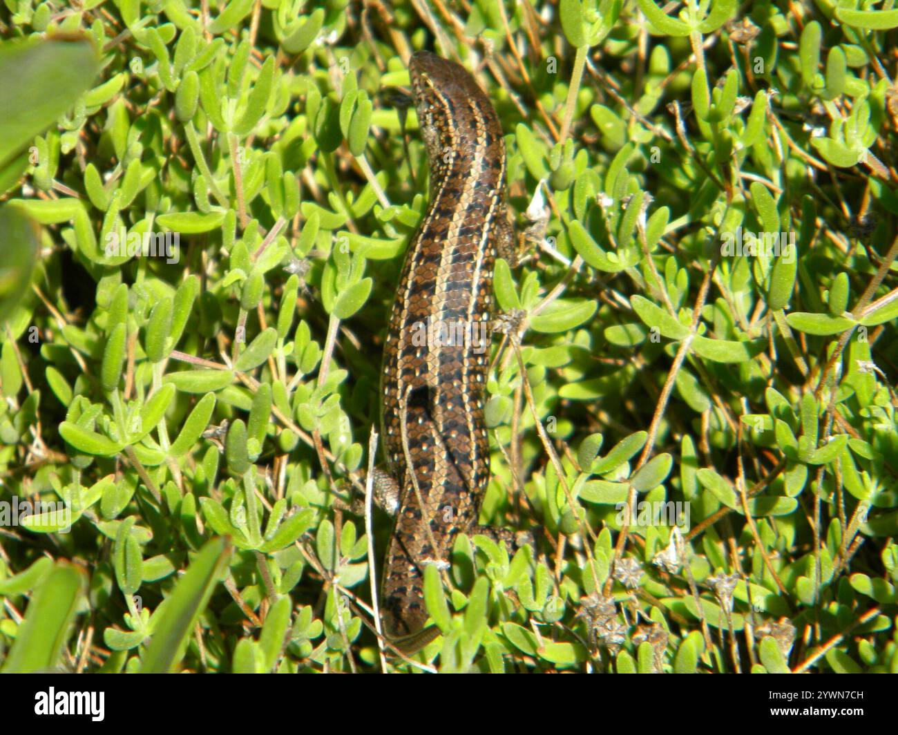 Cape Skink (Trachylepis capensis Stock Photo - Alamy