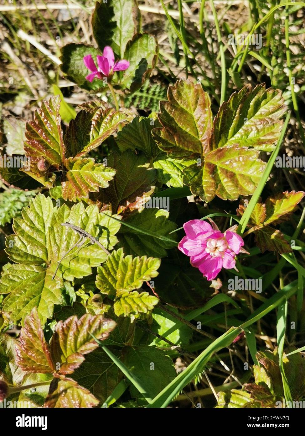 Arctic raspberry (Rubus arcticus Stock Photo - Alamy