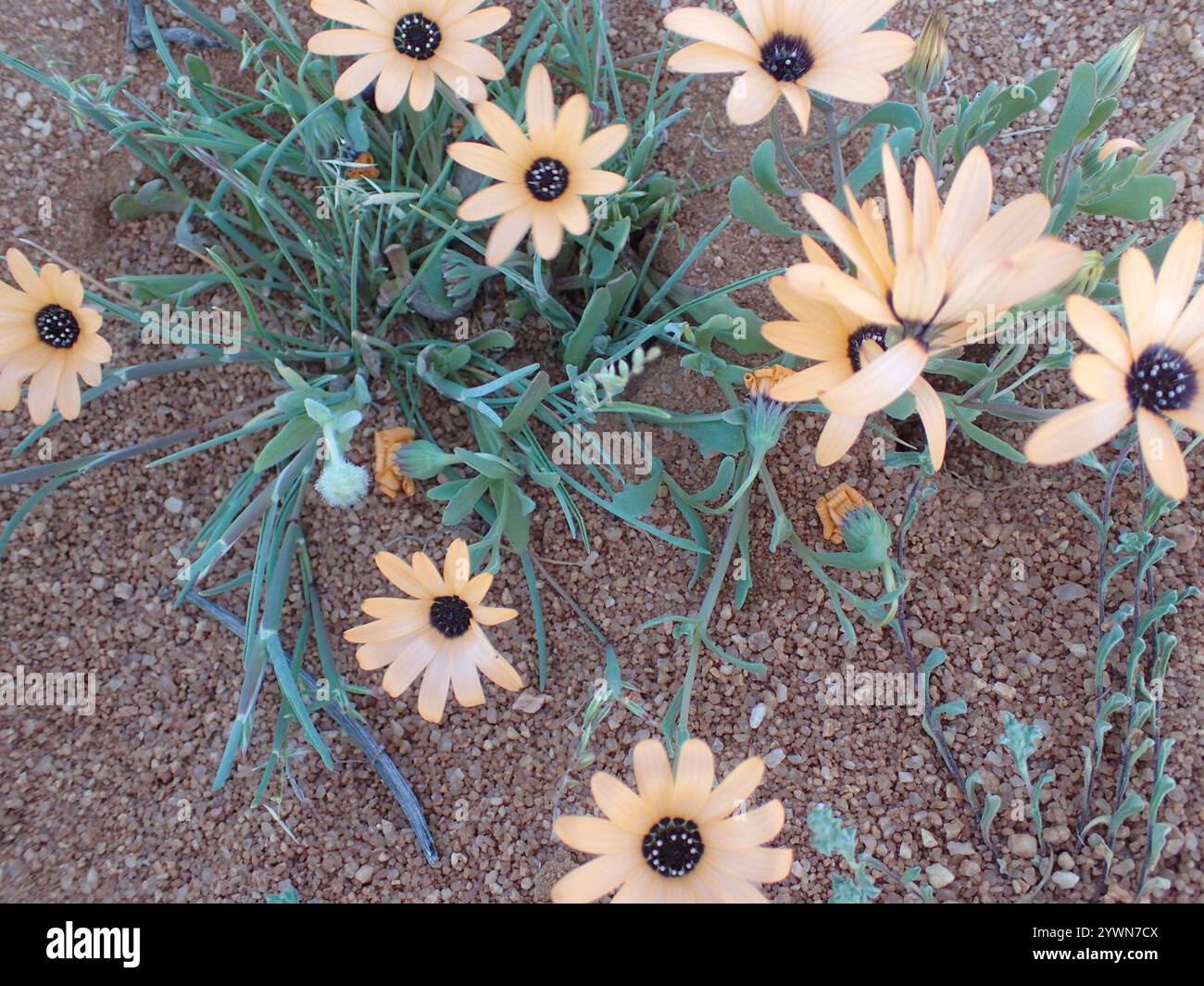 Cape marigold (Dimorphotheca sinuata Stock Photo - Alamy