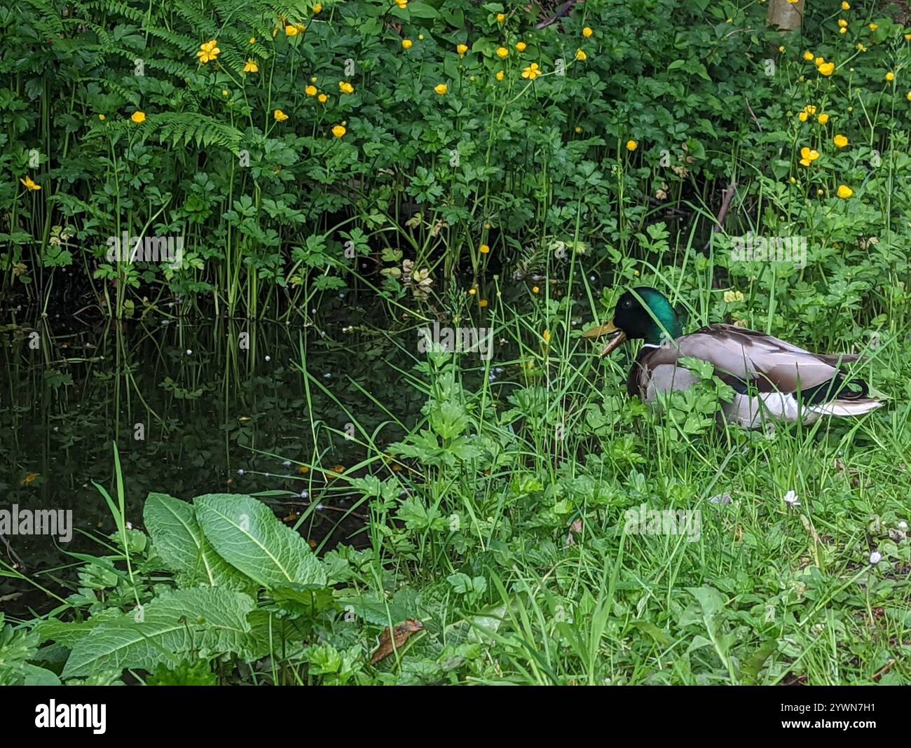 Holarctic Mallard (Anas platyrhynchos platyrhynchos Stock Photo - Alamy