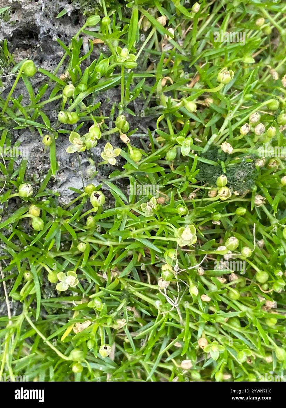 Procumbent Pearlwort (Sagina procumbens Stock Photo - Alamy