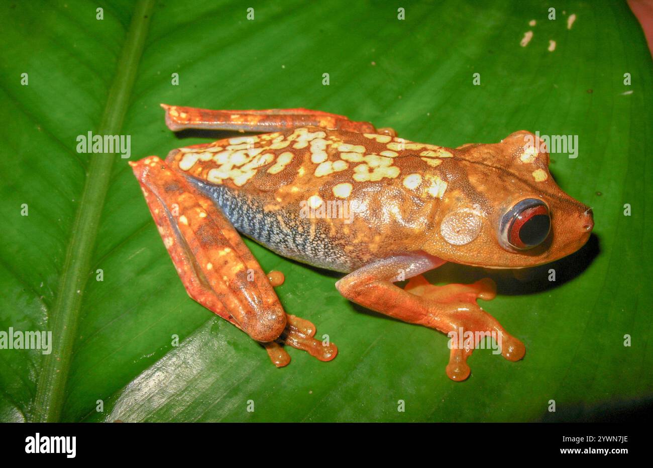 Map Tree Frog (Boana geographica Stock Photo - Alamy