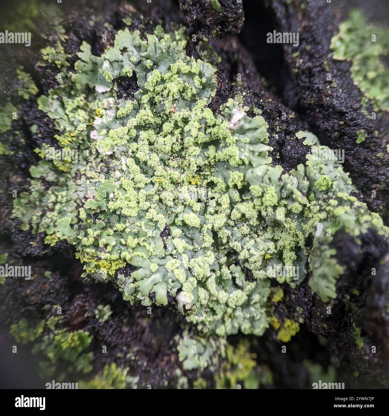 rosette lichens, frost lichens, and allies (Physciaceae Stock Photo - Alamy