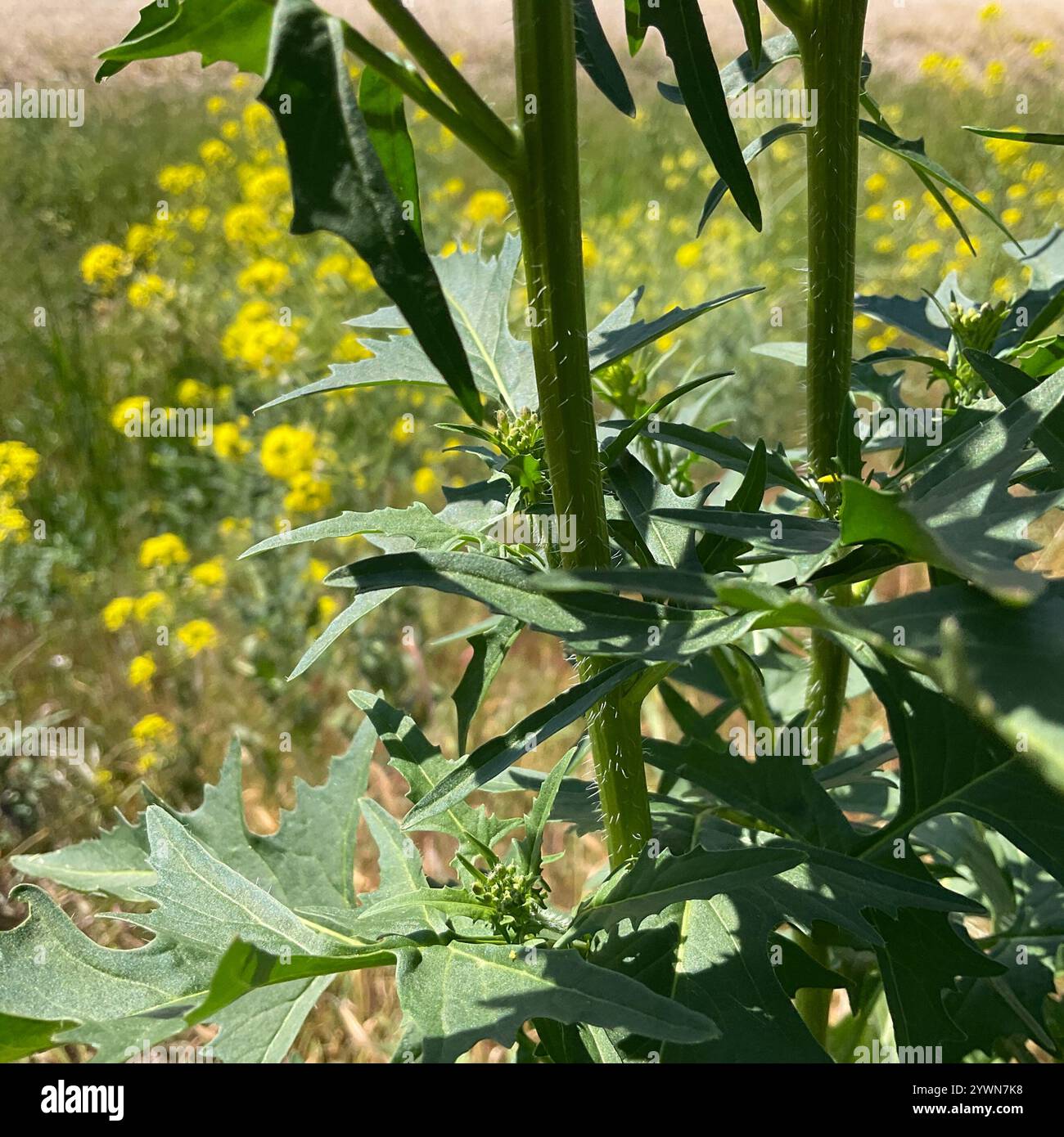 False london rocket hi-res stock photography and images - Alamy
