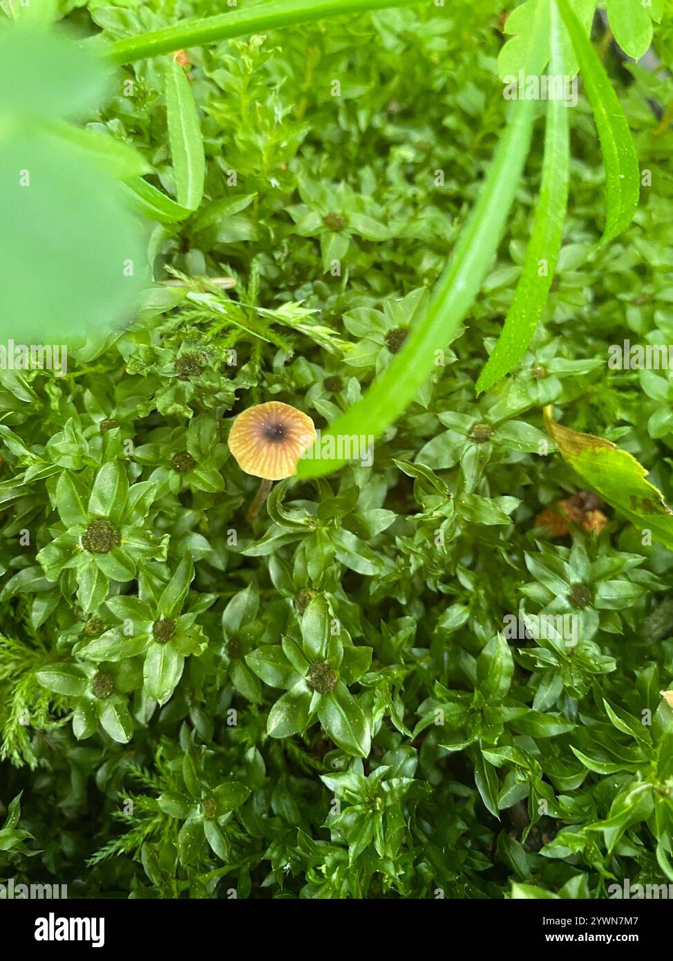 Mosscap hi-res stock photography and images - Alamy
