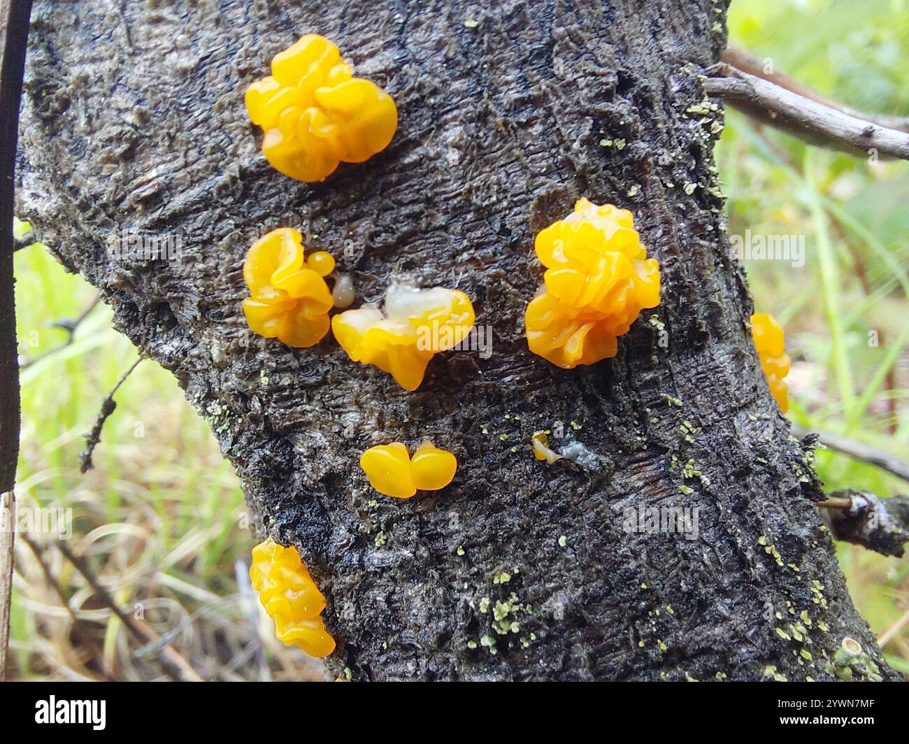 witch's butter (Tremella mesenterica Stock Photo - Alamy