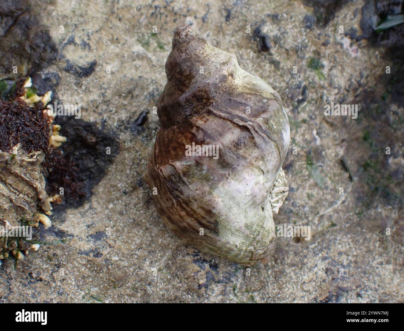Frilled Dogwinkle (Nucella lamellosa Stock Photo - Alamy