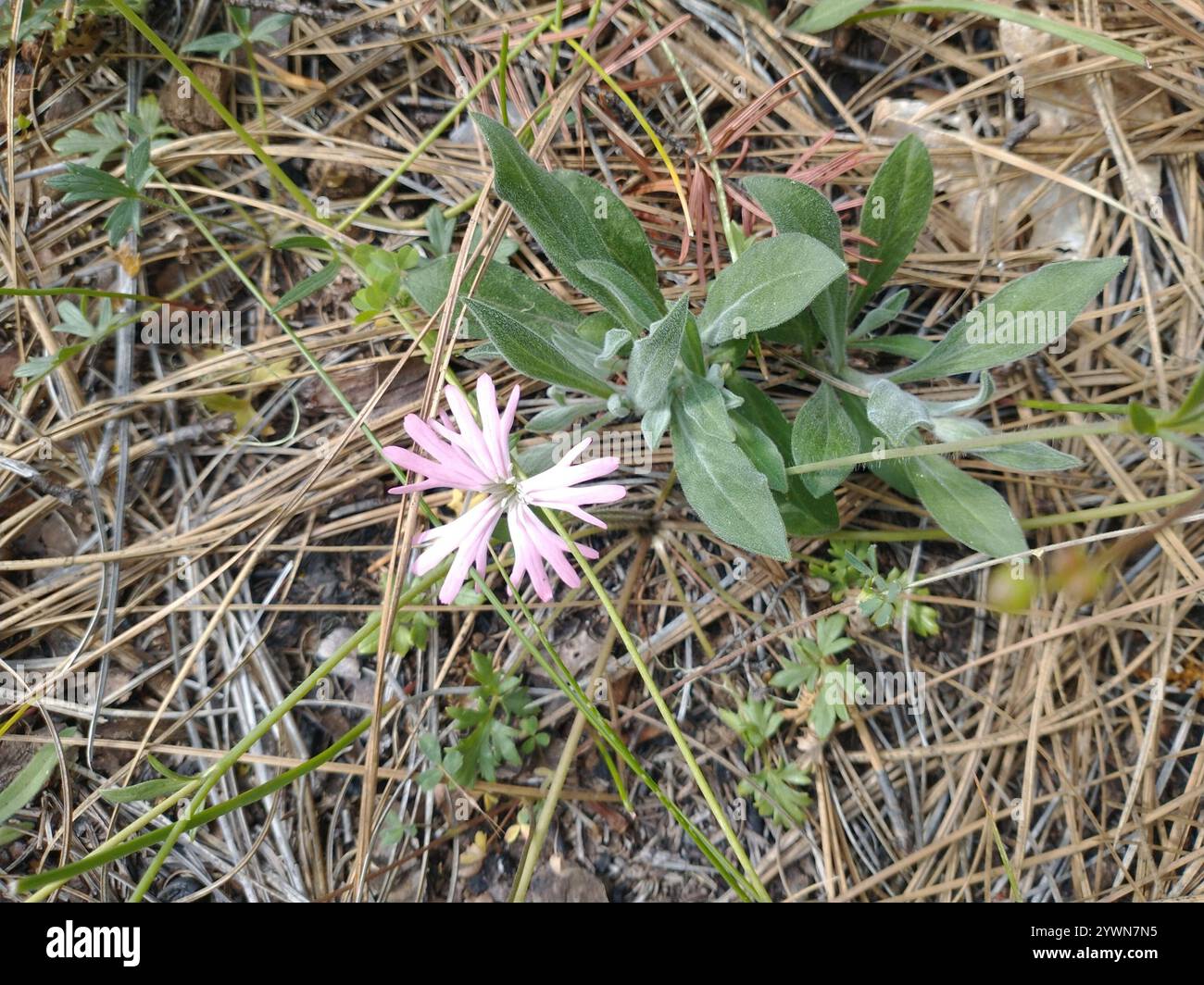 Silene hookeri hi-res stock photography and images - Alamy
