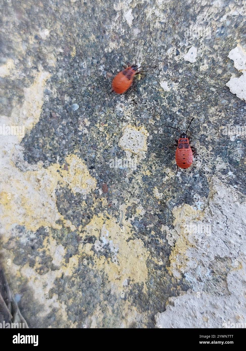 European Firebug (Pyrrhocoris apterus Stock Photo - Alamy European Firebug (Pyrrhocoris apterus Stock Photo - Alamy