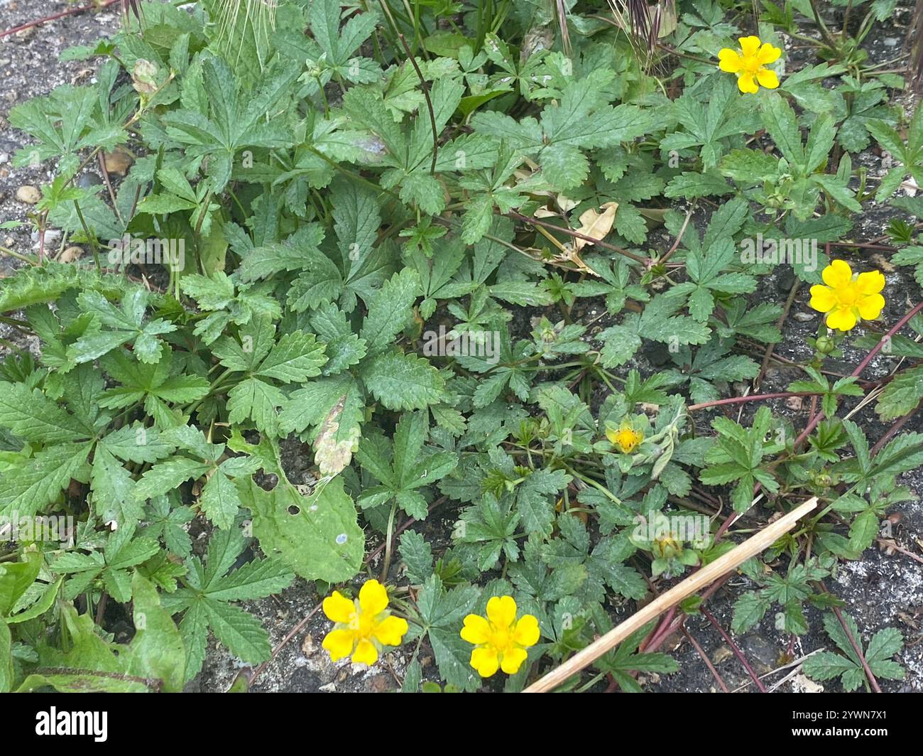 Creeping cinquefoil (Potentilla reptans Stock Photo - Alamy