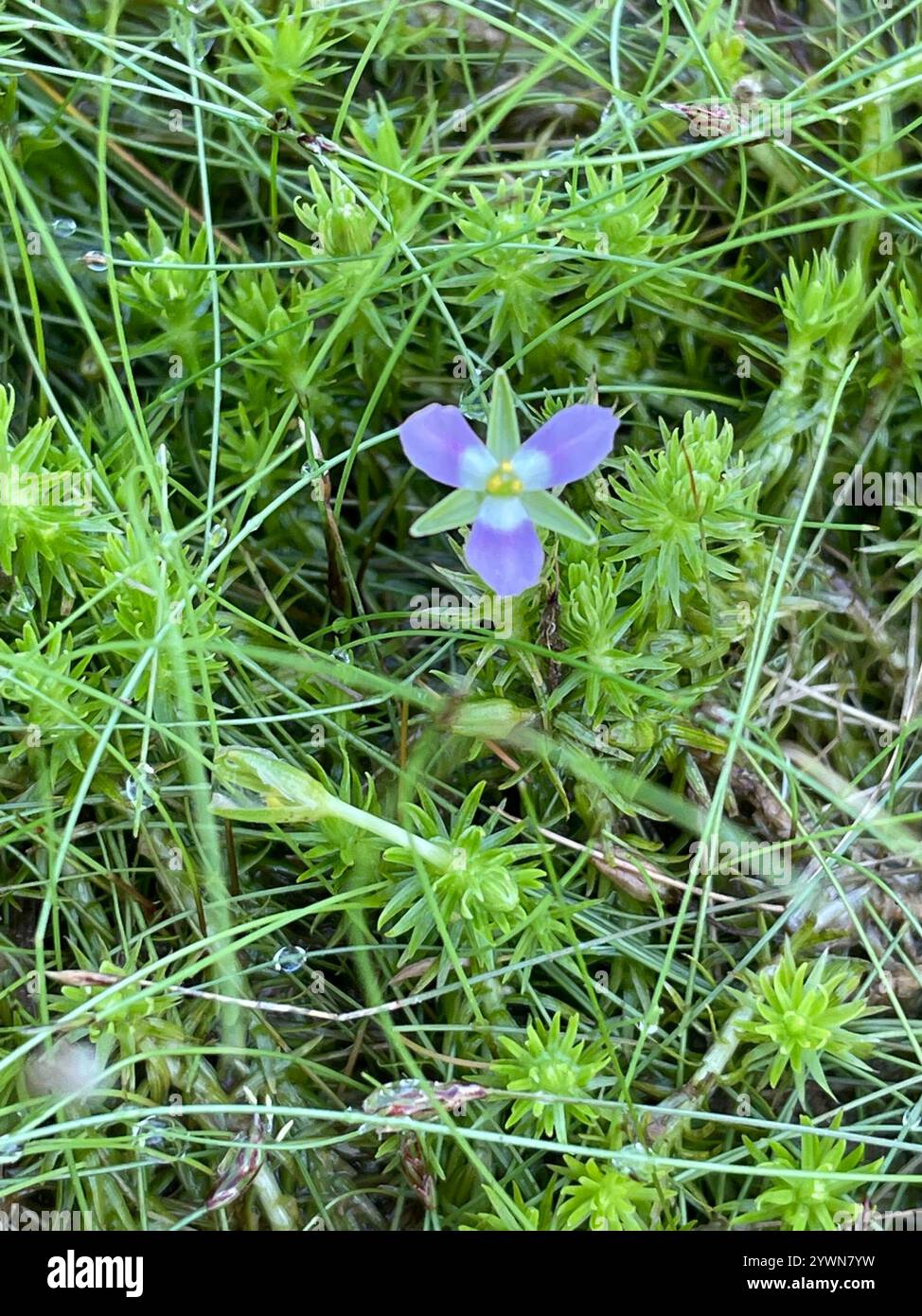 Mayaca fluviatilis hi-res stock photography and images - Alamy