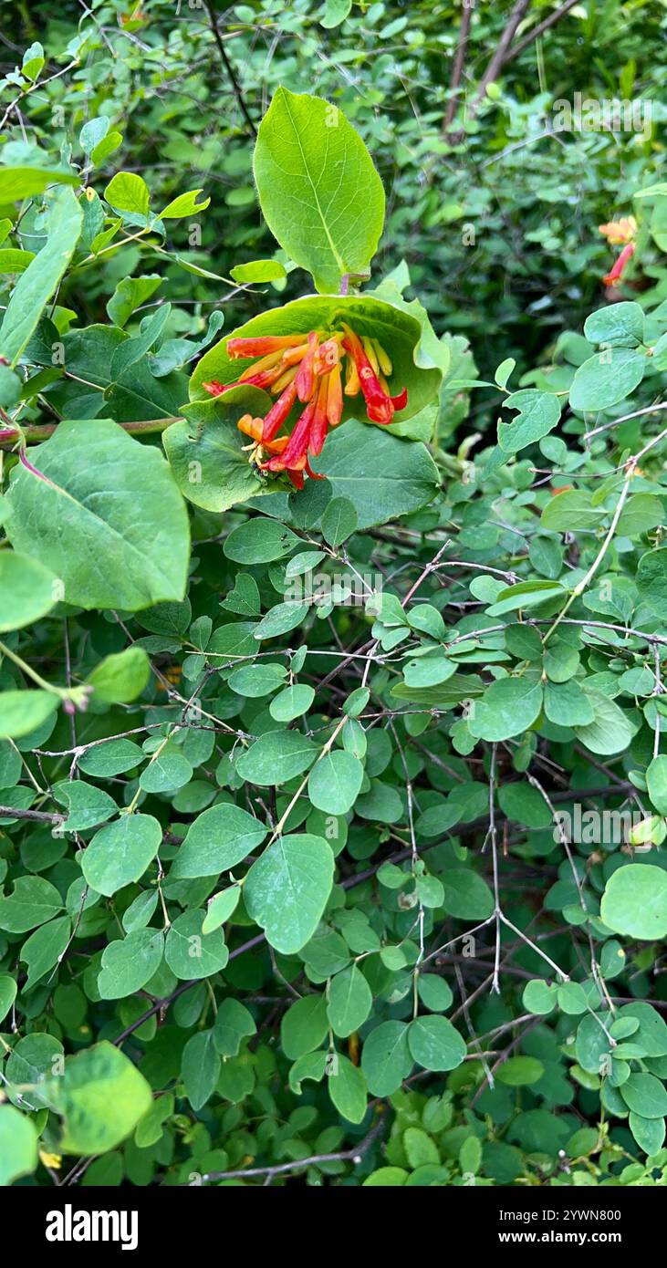 orange honeysuckle (Lonicera ciliosa Stock Photo - Alamy