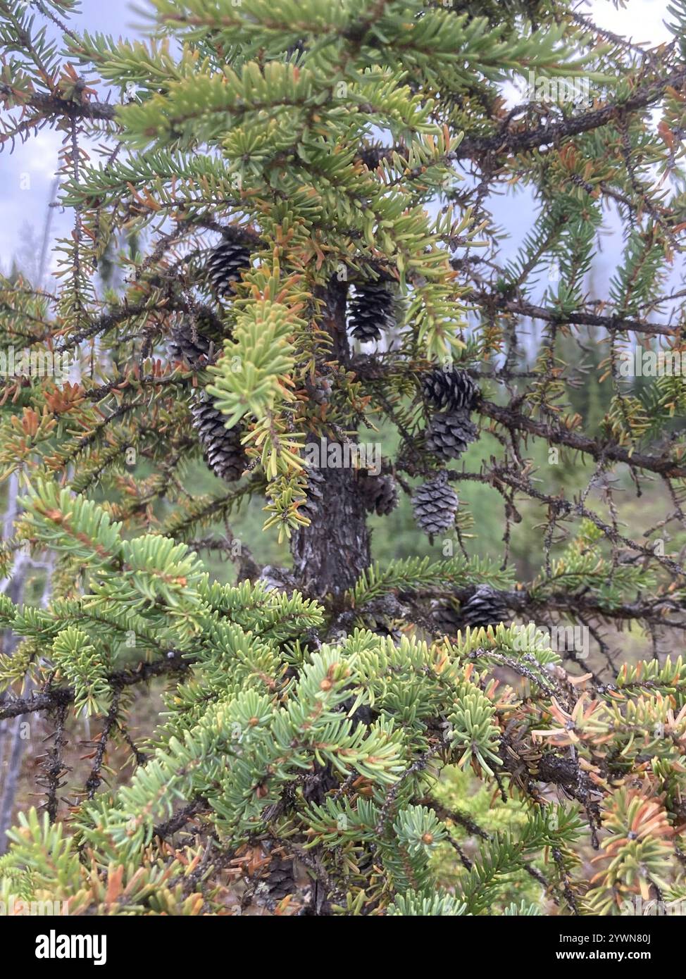 black spruce (Picea mariana Stock Photo - Alamy