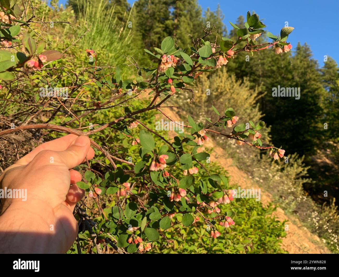 Roundleaf Snowberry (Symphoricarpos rotundifolius Stock Photo - Alamy