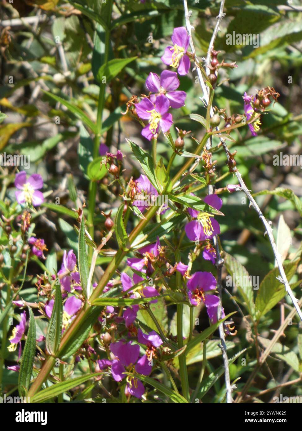 Virginia meadowbeauty (Rhexia virginica Stock Photo - Alamy