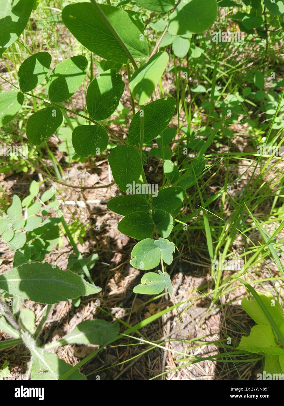 veiny pea (Lathyrus venosus Stock Photo - Alamy